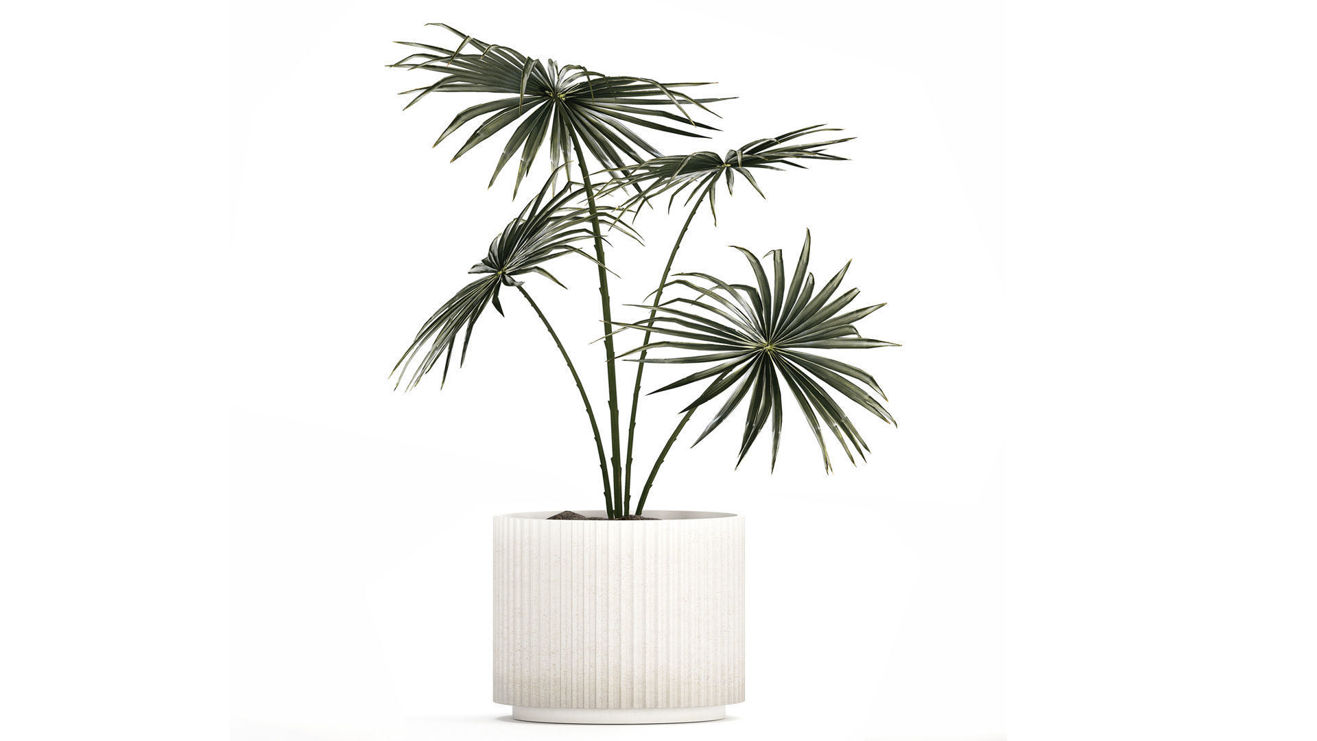 Beautiful fan palm in a flower pot for decoration 1282 3D model | CGTrader