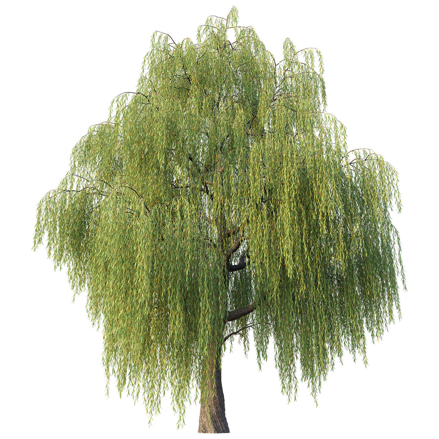 Willow Tree 3D model | CGTrader