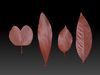 3D printed leaf STL 3D printed leaf STL 3D model 3D printable | CGTrader