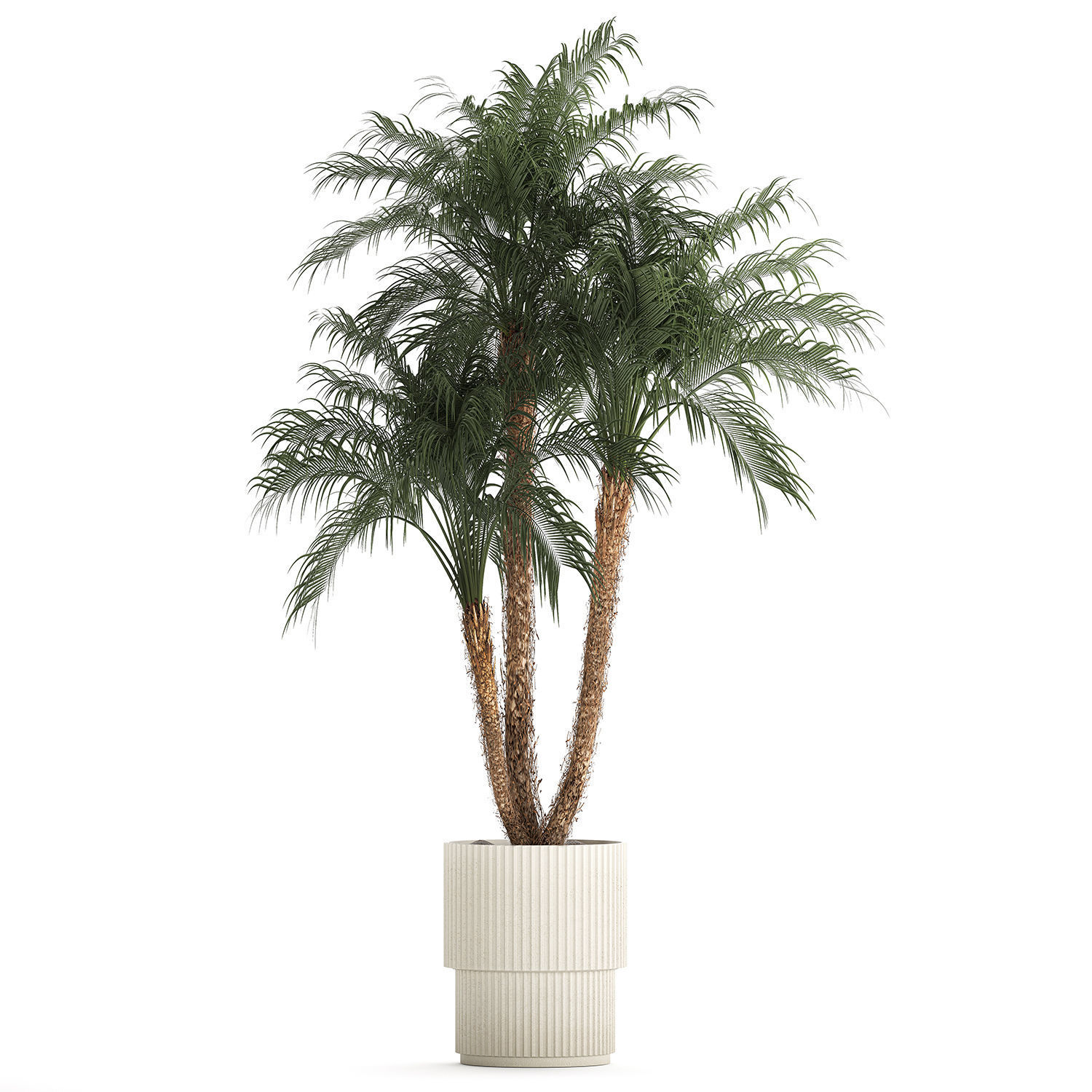 Beautiful Phoenix roebelenii in a flower pot for decoration 1283 3D ...