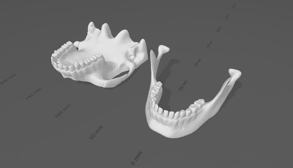 MANDIBULA ARTICULADA - ARTICULATED JAW 3D model 3D printable | CGTrader