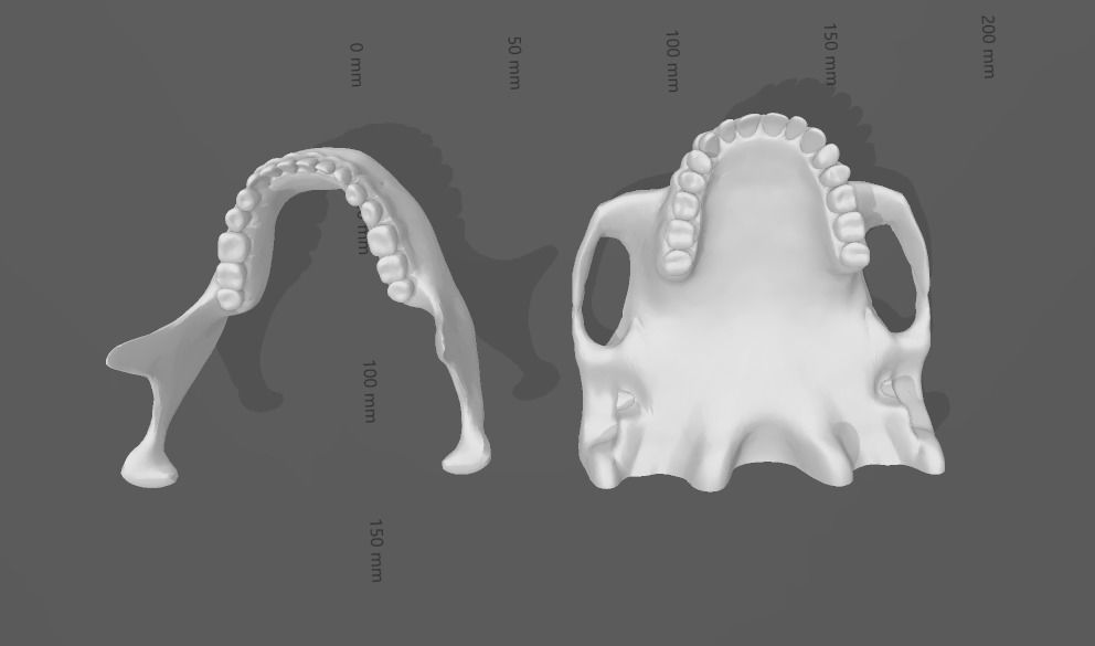 MANDIBULA ARTICULADA - ARTICULATED JAW 3D model 3D printable | CGTrader