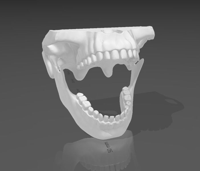 MANDIBULA ARTICULADA - ARTICULATED JAW 3D model 3D printable | CGTrader