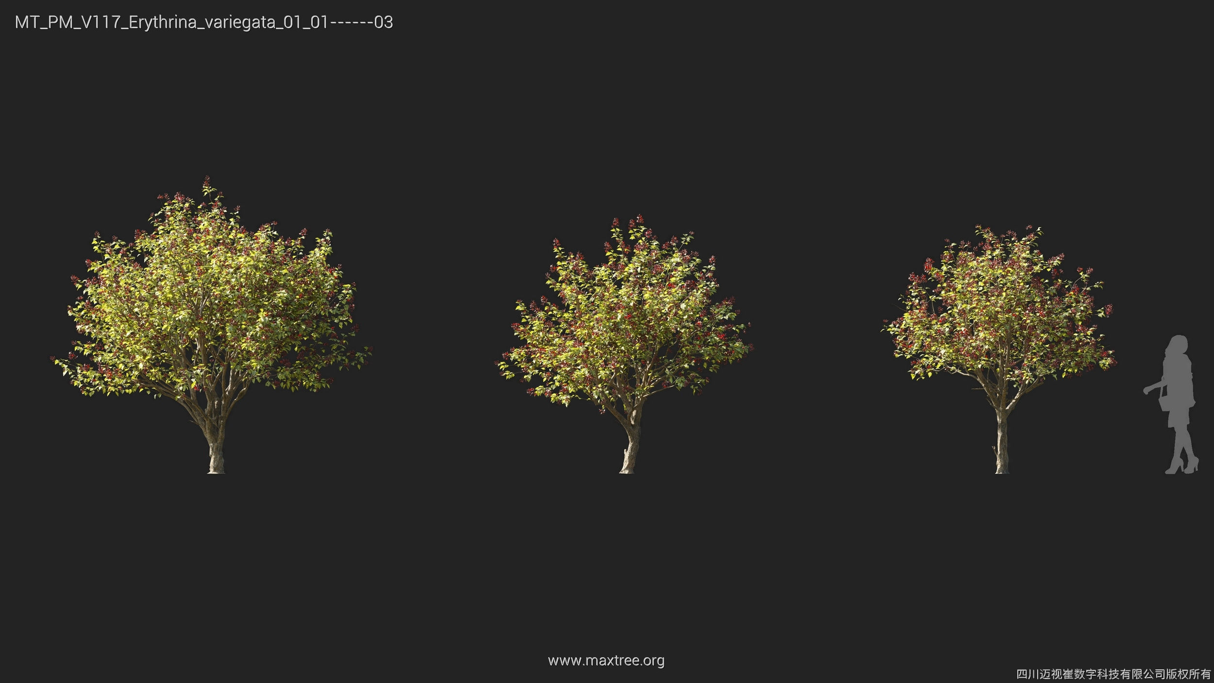 Maxtree Plant Models Vol 117 - Mesh 3D model | CGTrader