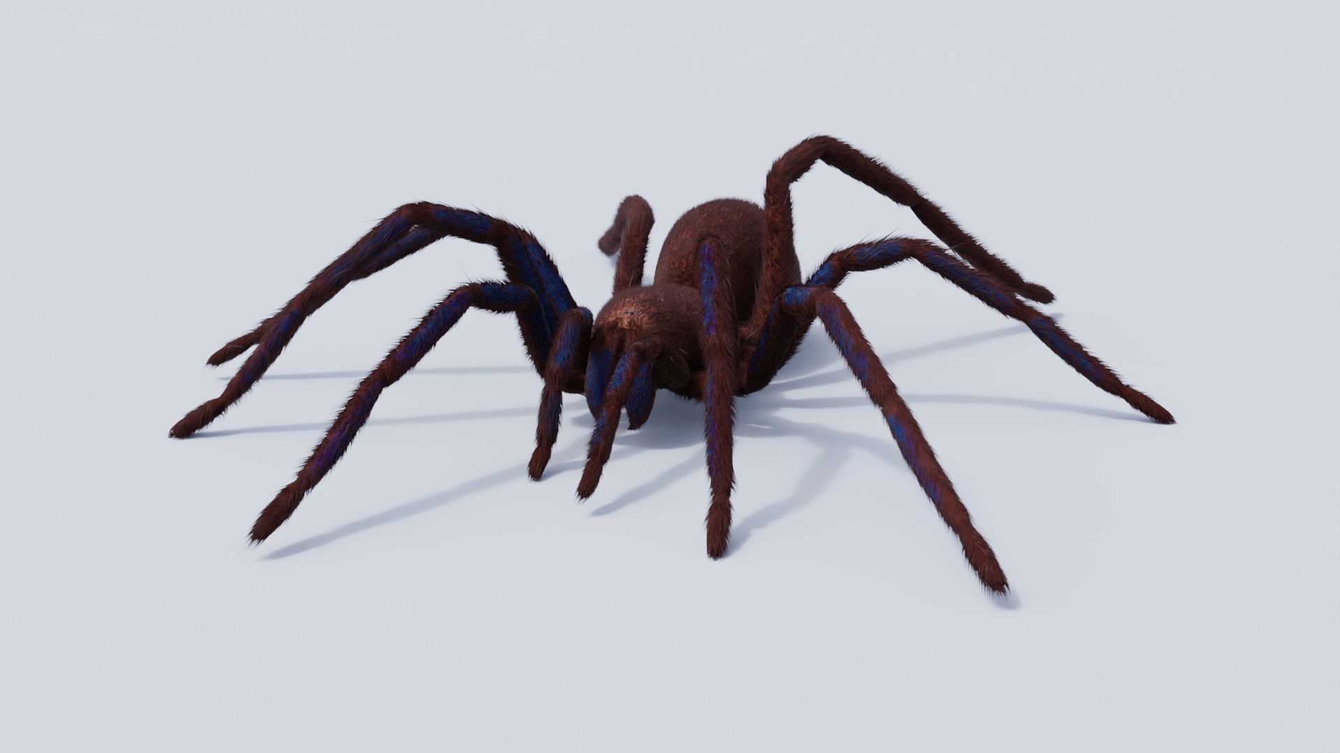 3D model Rigged Spider walk cycle VR / AR / low-poly | CGTrader