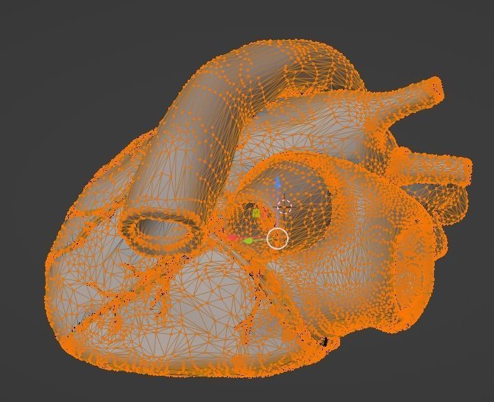3d model of heart with bicuspid aortic valve 3D model 3D printable ...