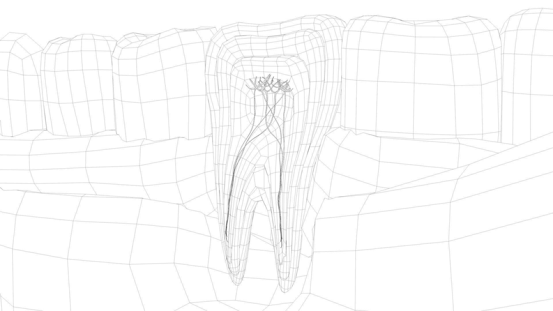 3D model Tooth Cross Section VR / AR / low-poly | CGTrader