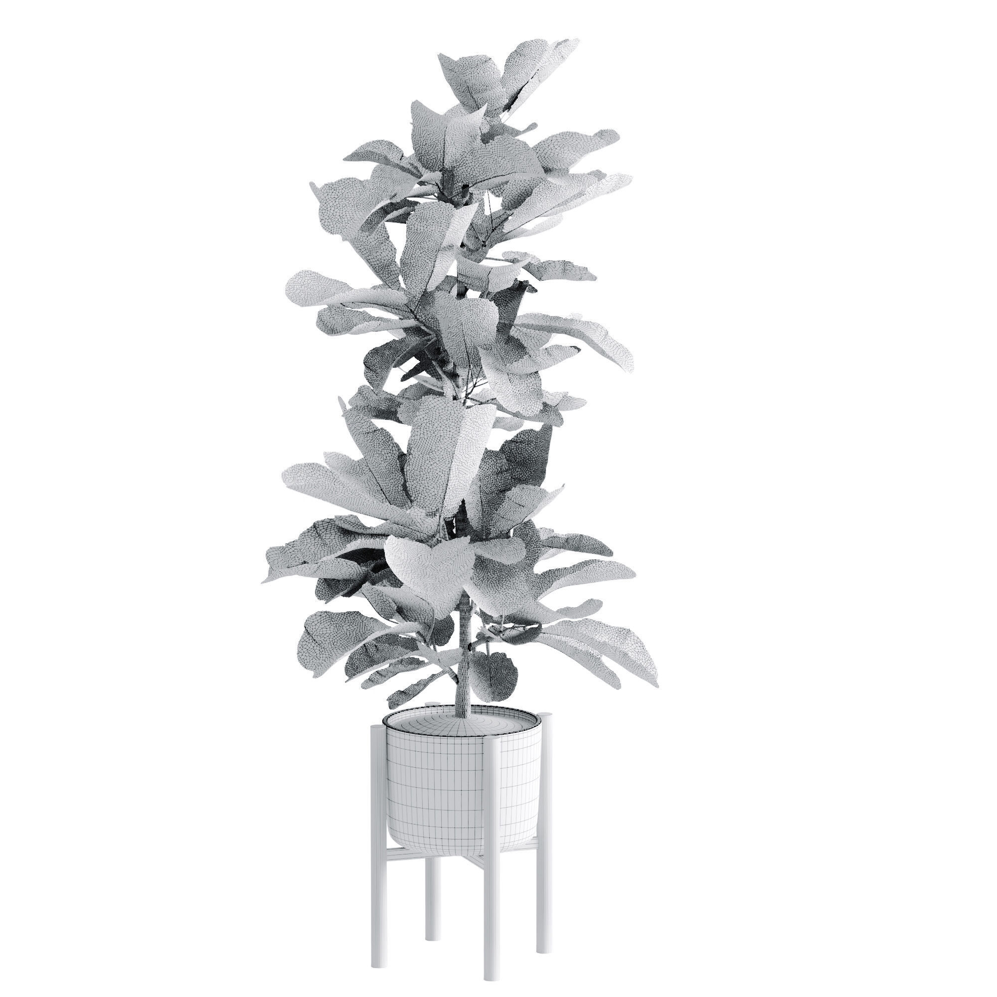 Ficus Lyrata Plant 3D model | CGTrader