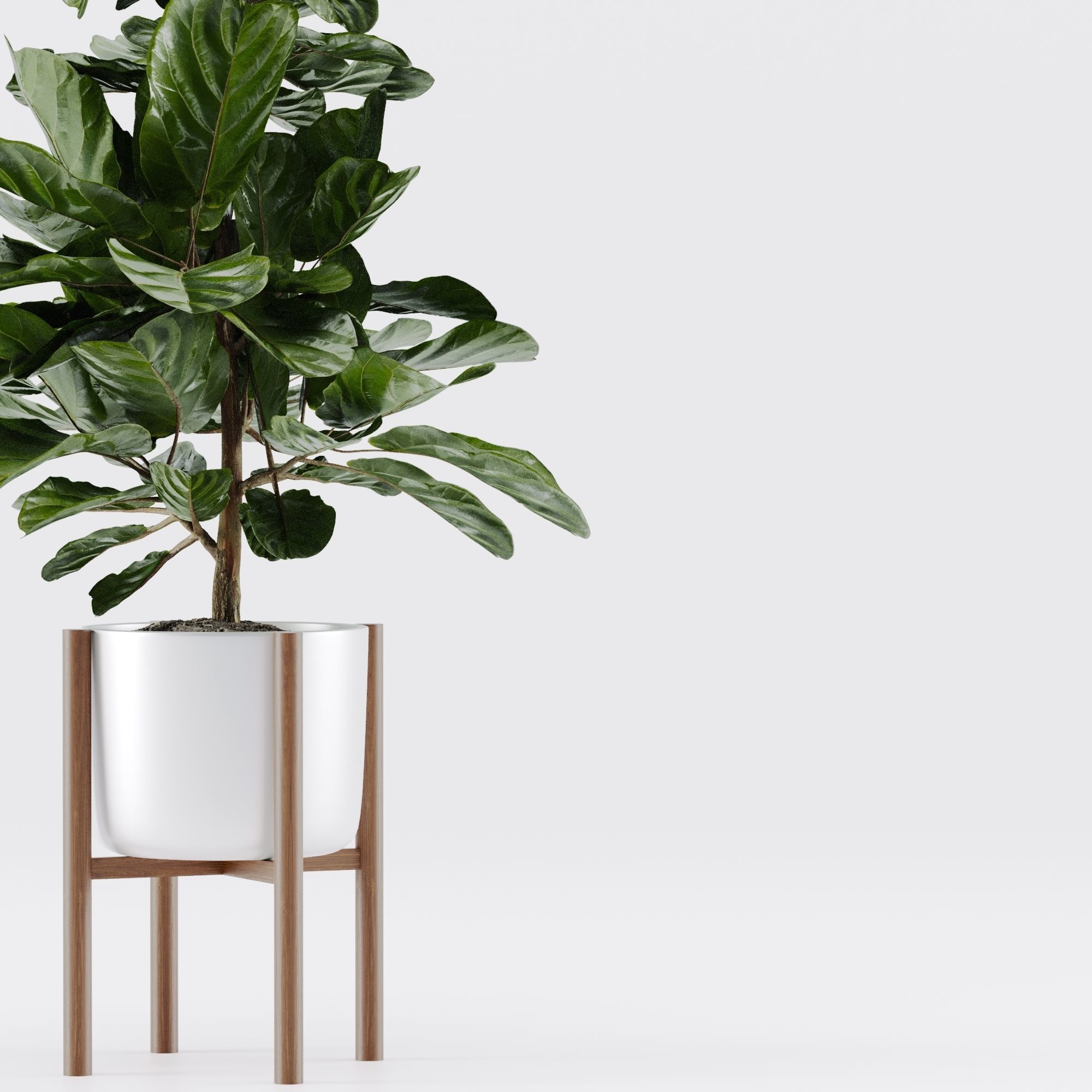 Ficus Lyrata Plant 3D model | CGTrader