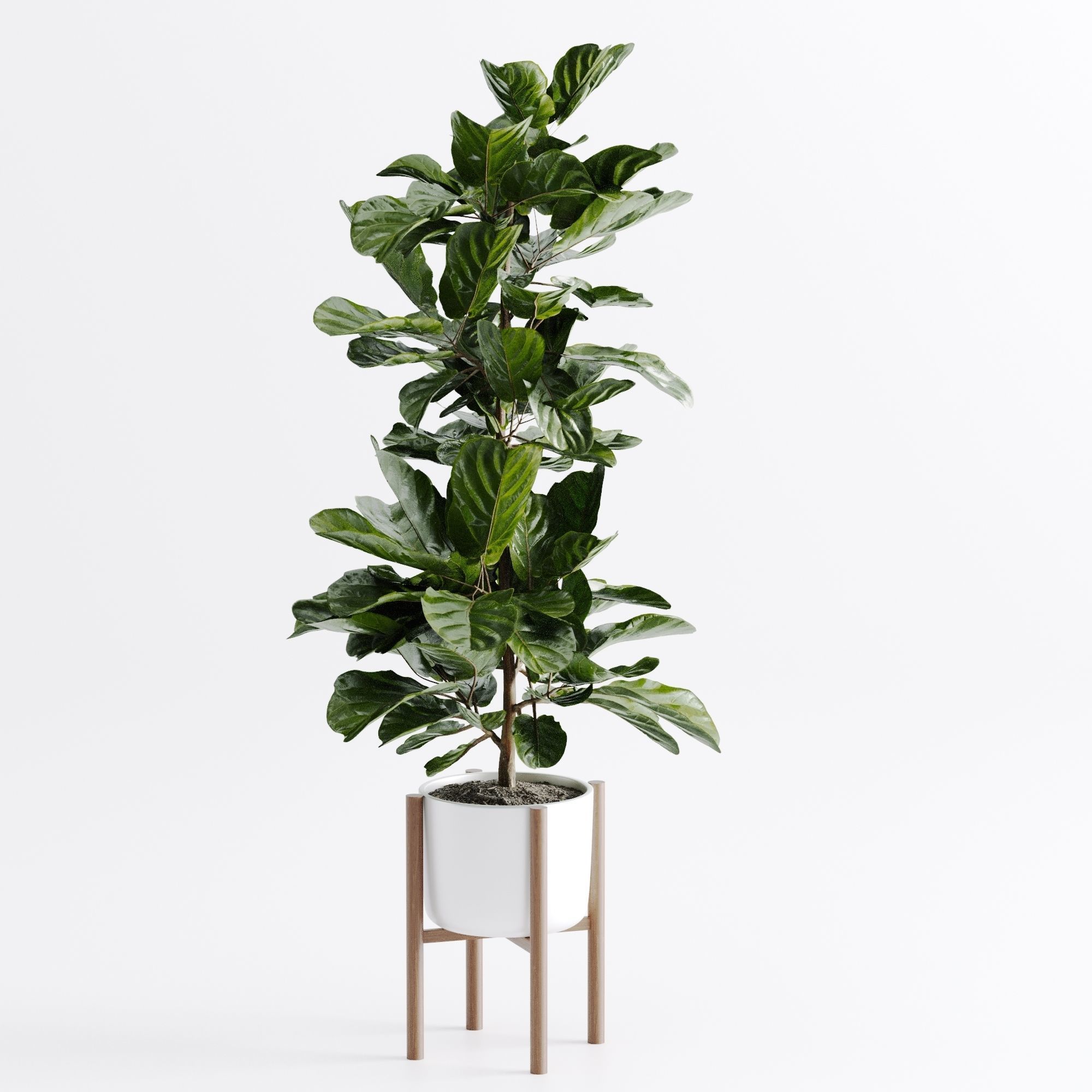 Ficus Lyrata Plant 3D model | CGTrader