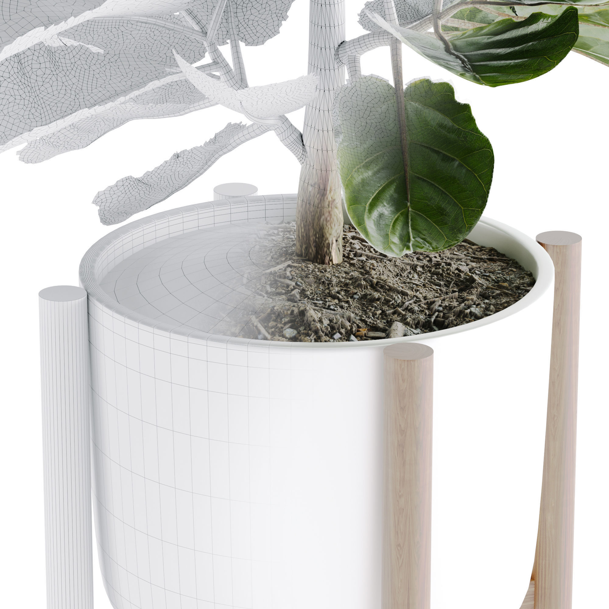 Ficus Lyrata Plant 3D model | CGTrader