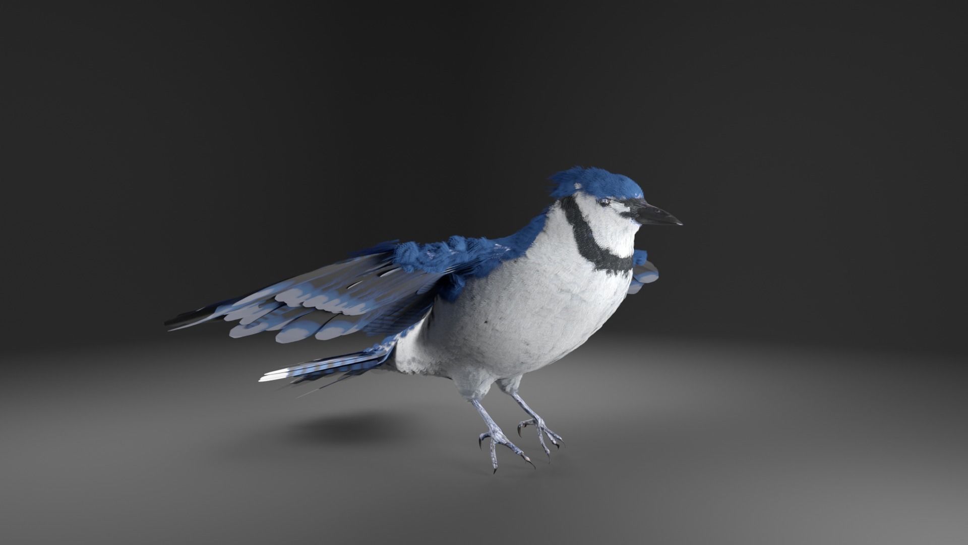 Blue Jay Bird 3D model | CGTrader