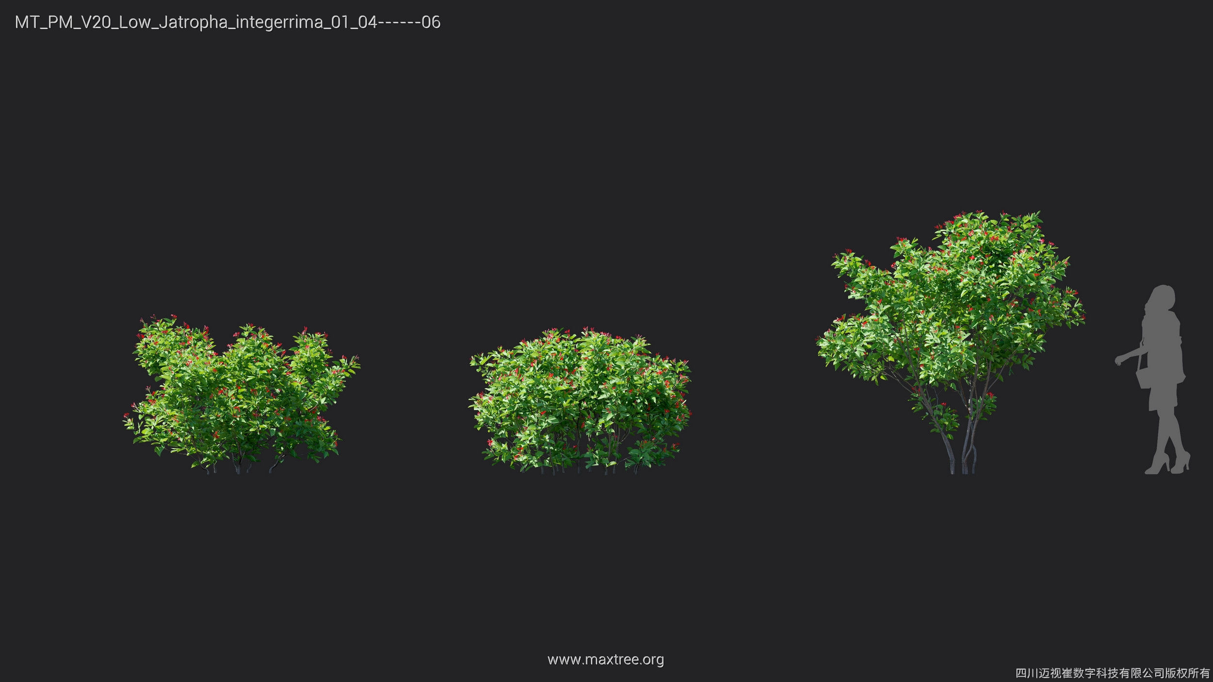 Maxtree Plant Models Vol 20 Low - Mesh 3D model | CGTrader