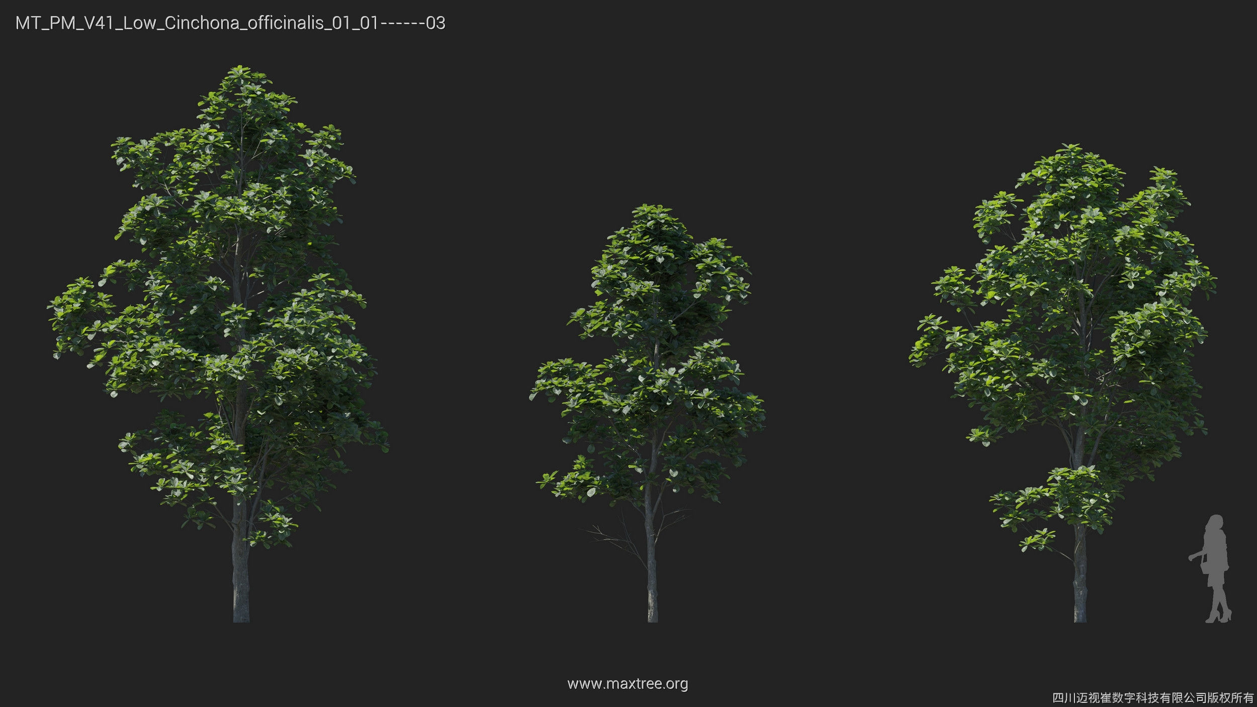 Maxtree Plant Models Vol 41 Low - Mesh 3D model | CGTrader