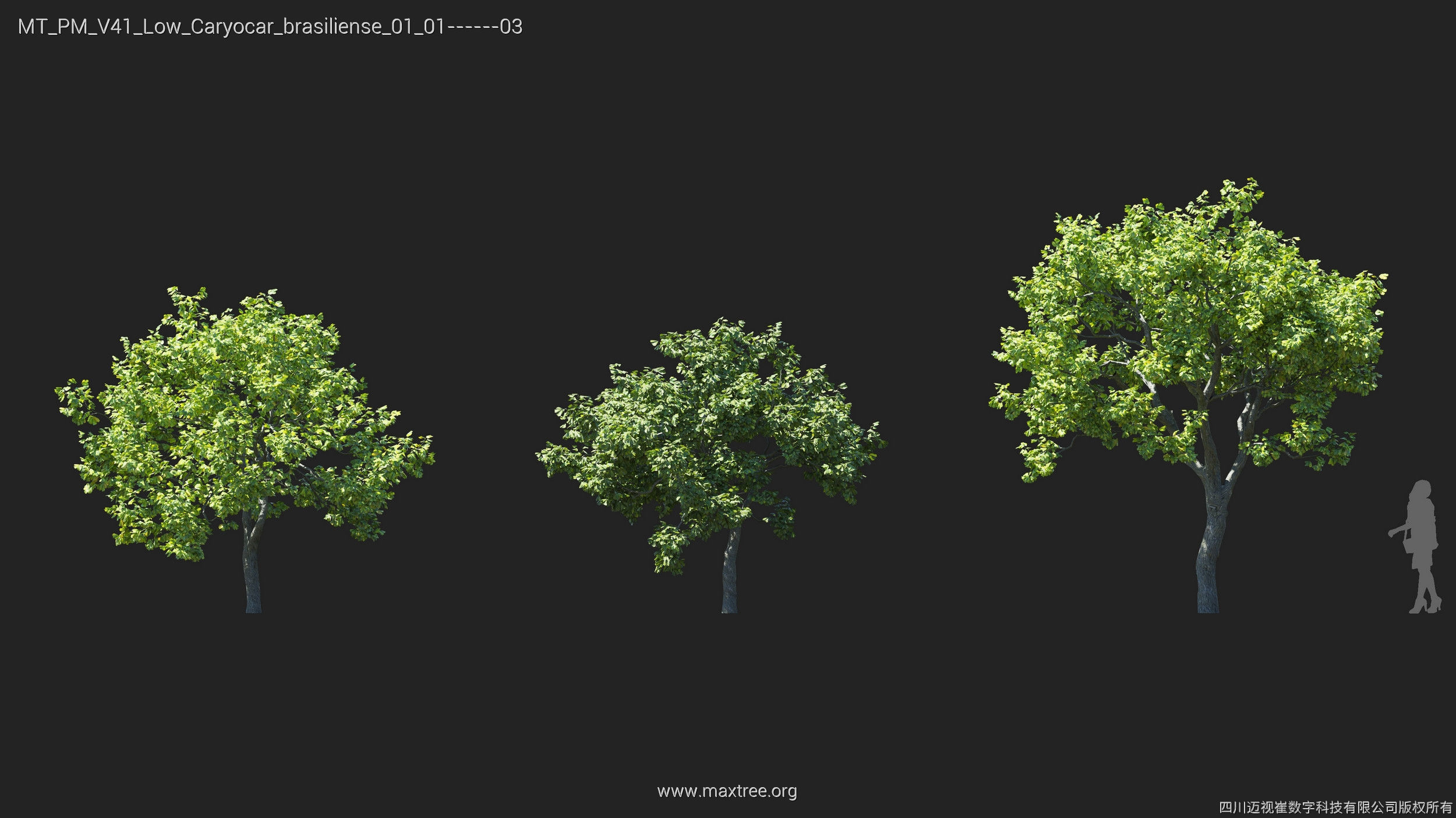 Maxtree Plant Models Vol 41 Low - Mesh 3D model | CGTrader