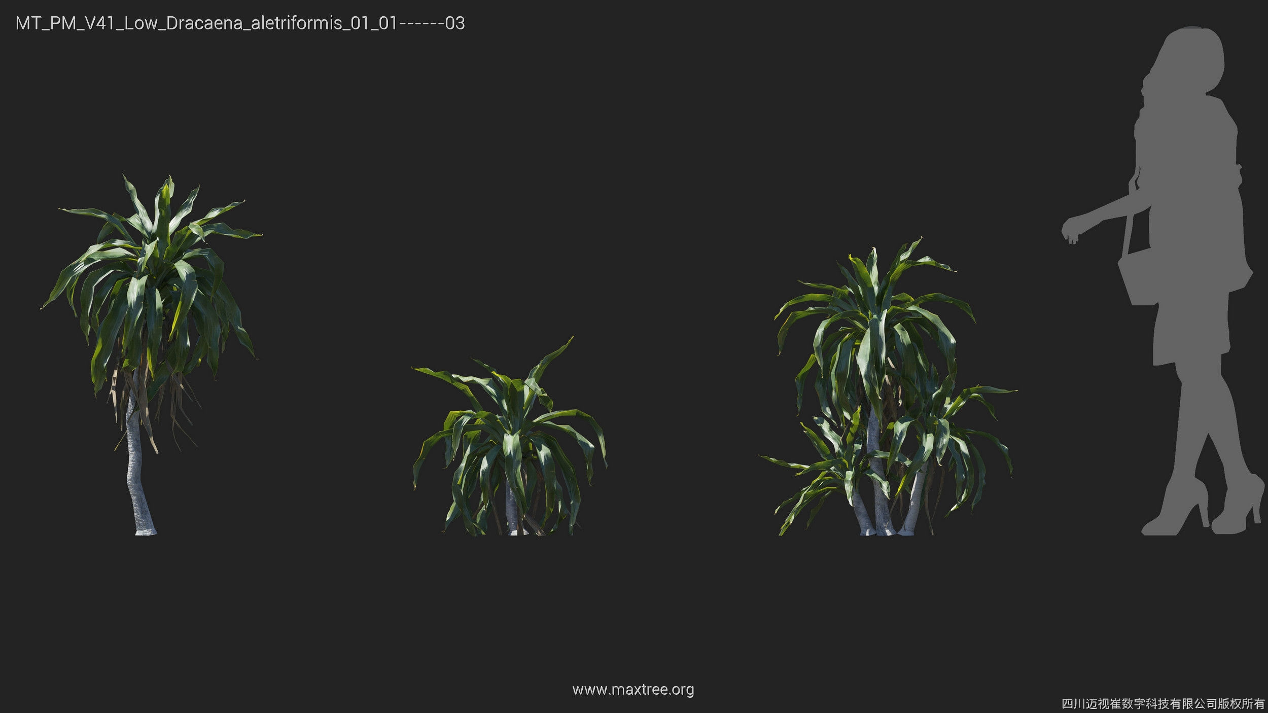 Maxtree Plant Models Vol 41 Low - Mesh 3D model | CGTrader