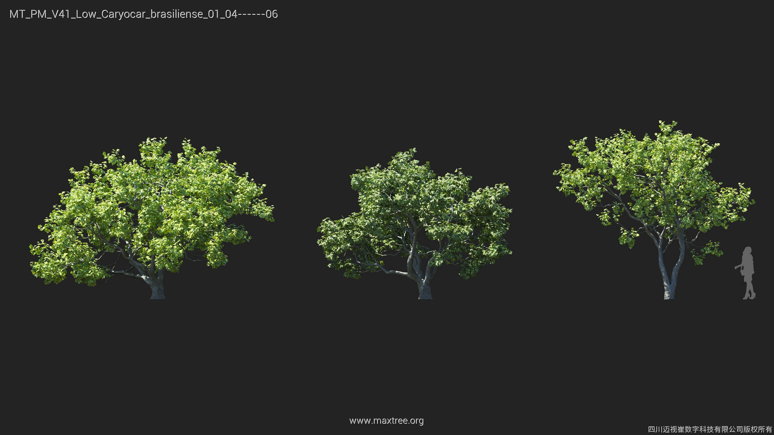Maxtree Plant Models Vol 41 Low - Mesh 3D model | CGTrader