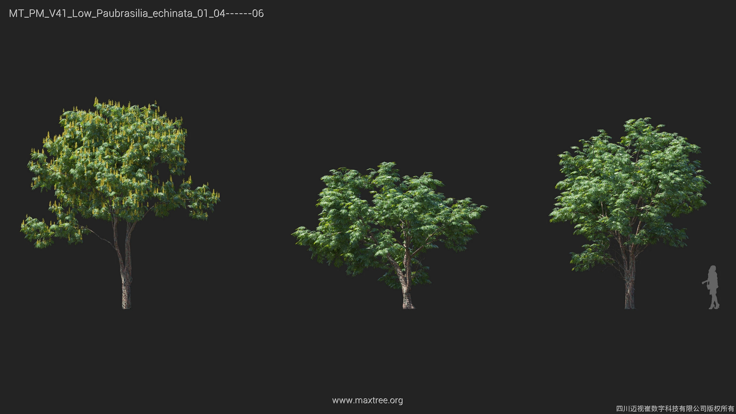 Maxtree Plant Models Vol 41 Low - Mesh 3D model | CGTrader
