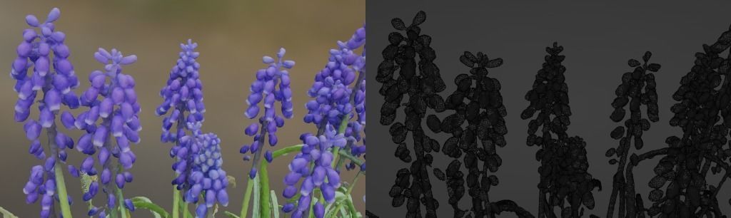 Purple flower - Grape hyacinth 3D model | CGTrader