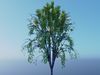 Realistic Tree free VR / AR / low-poly 3D model animated rigged | CGTrader