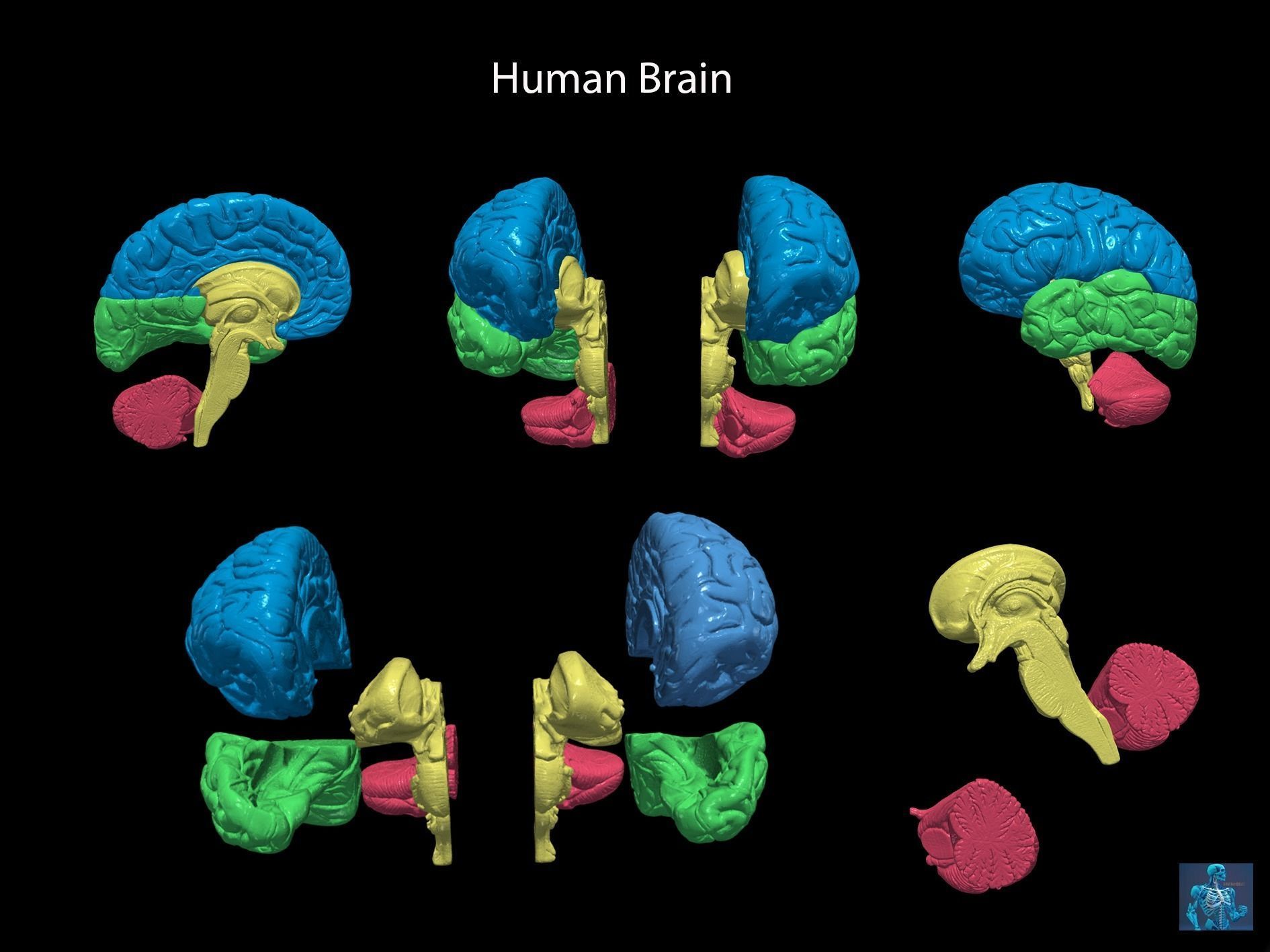 3D Model of Human Brain 3D model | CGTrader
