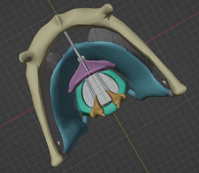 3D Model of Larynx 3D model 3D printable | CGTrader