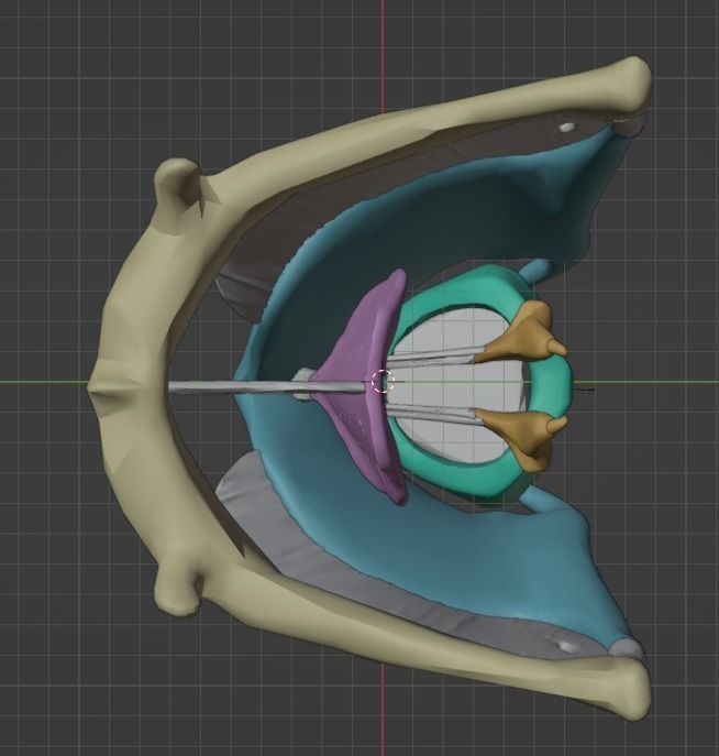 3D Model of Larynx 3D model 3D printable | CGTrader