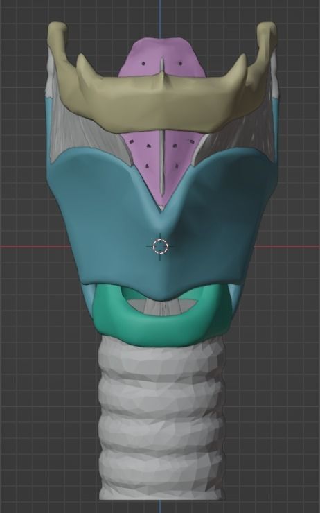 3D Model of Larynx 3D model 3D printable | CGTrader