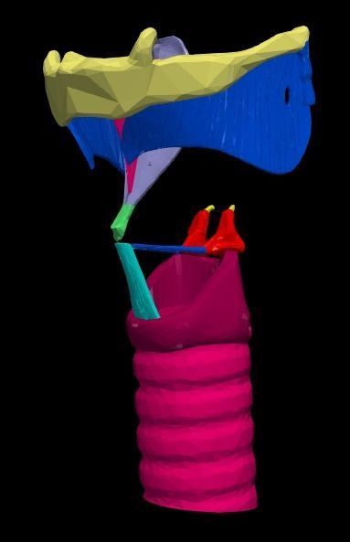 3D Model of Larynx 3D model 3D printable | CGTrader