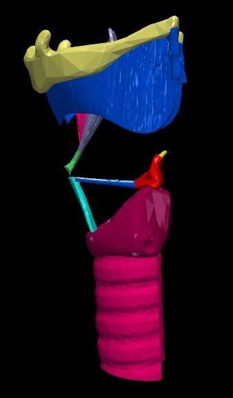 3D Model of Larynx 3D model 3D printable | CGTrader