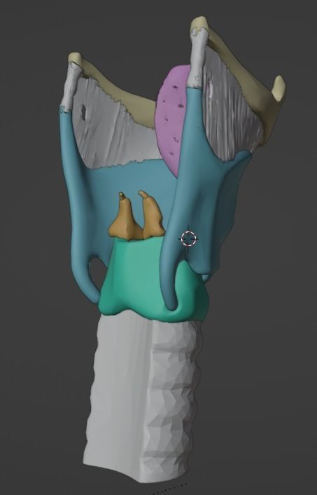 3D Model of Larynx 3D model 3D printable | CGTrader