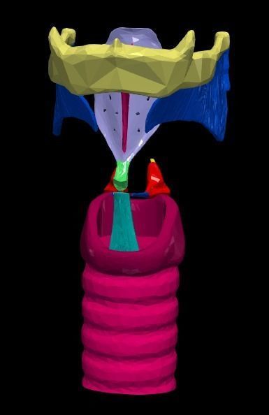 3D Model of Larynx 3D model 3D printable | CGTrader