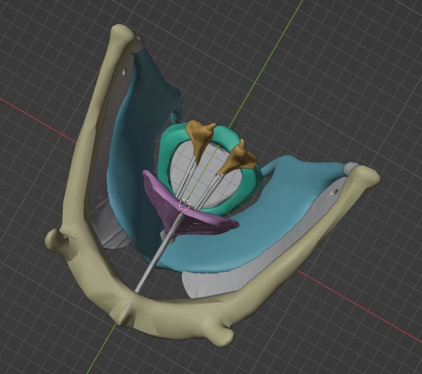 3D Model of Larynx 3D model 3D printable | CGTrader