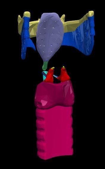 3D Model of Larynx 3D model 3D printable | CGTrader