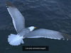 3D Model Collection Low Poly Flying birds VR / AR / low-poly | CGTrader