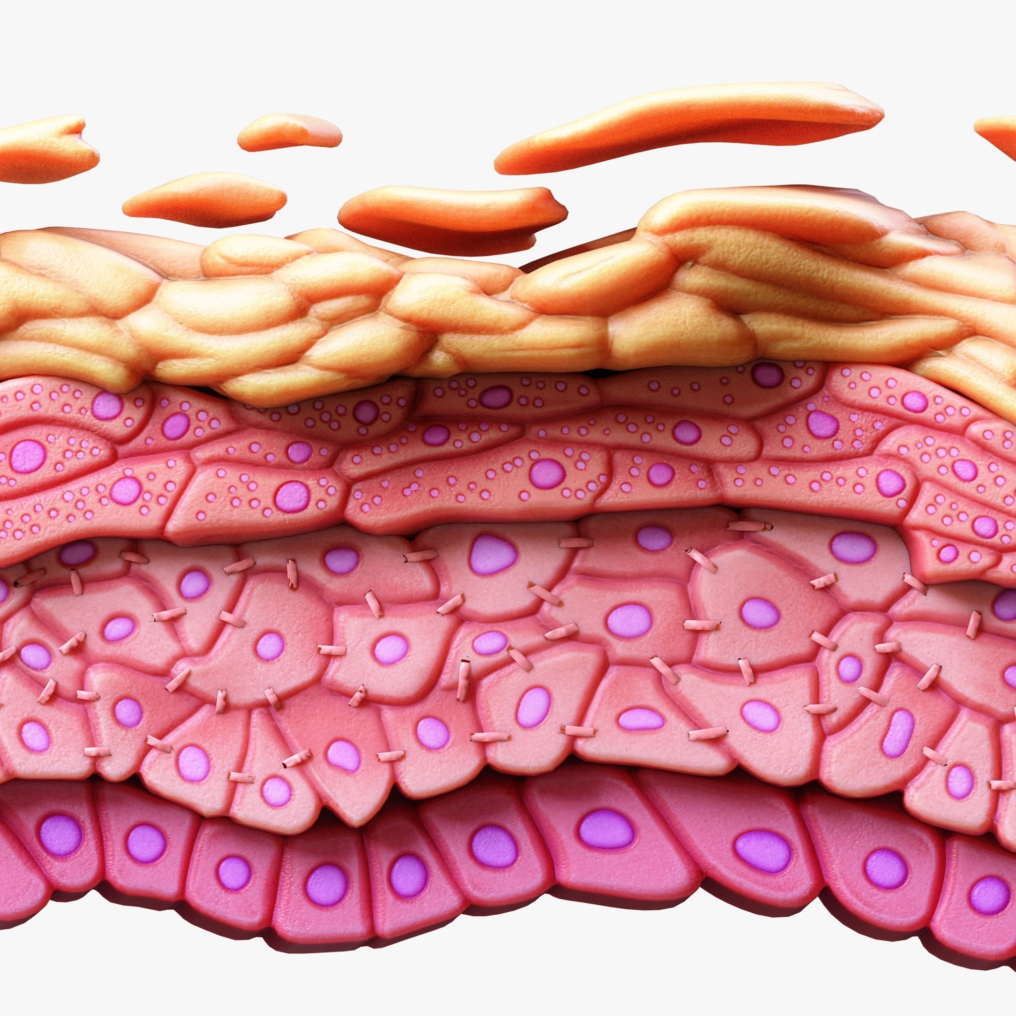 Epidermis Cross Section Anatomy 3D model | CGTrader
