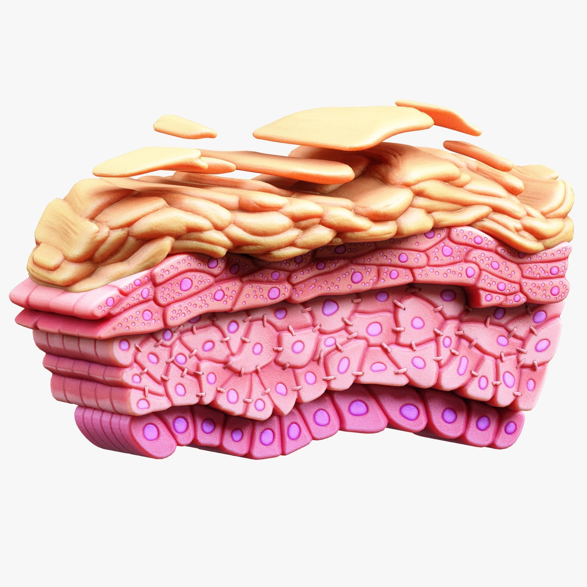 Epidermis Cross Section Anatomy 3D model | CGTrader