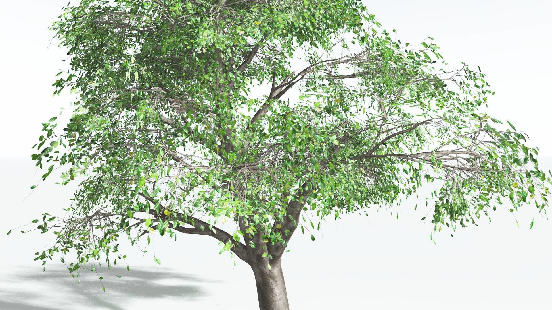 EVERYPlant Indian Rubber Tree 3 --16 Models-- 3D model | CGTrader