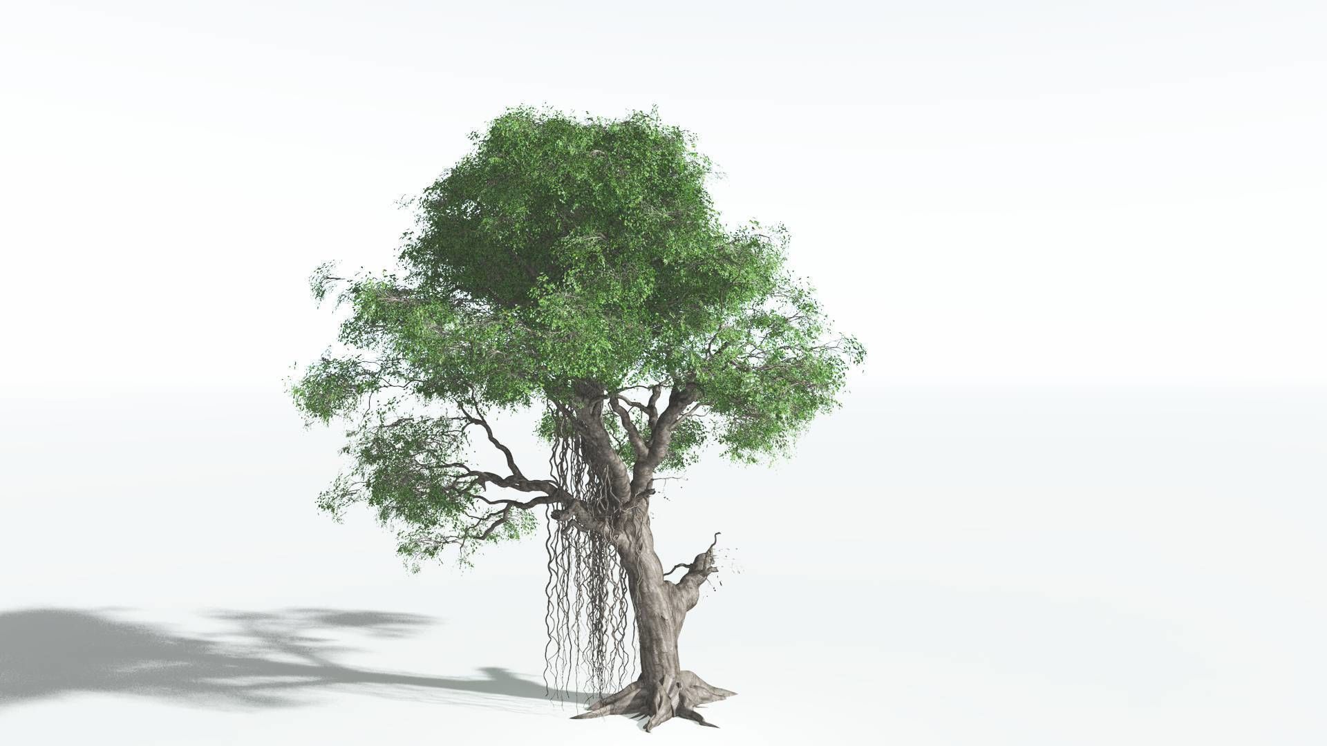 EVERYPlant Indian Rubber Tree 3 --16 Models-- 3D model | CGTrader