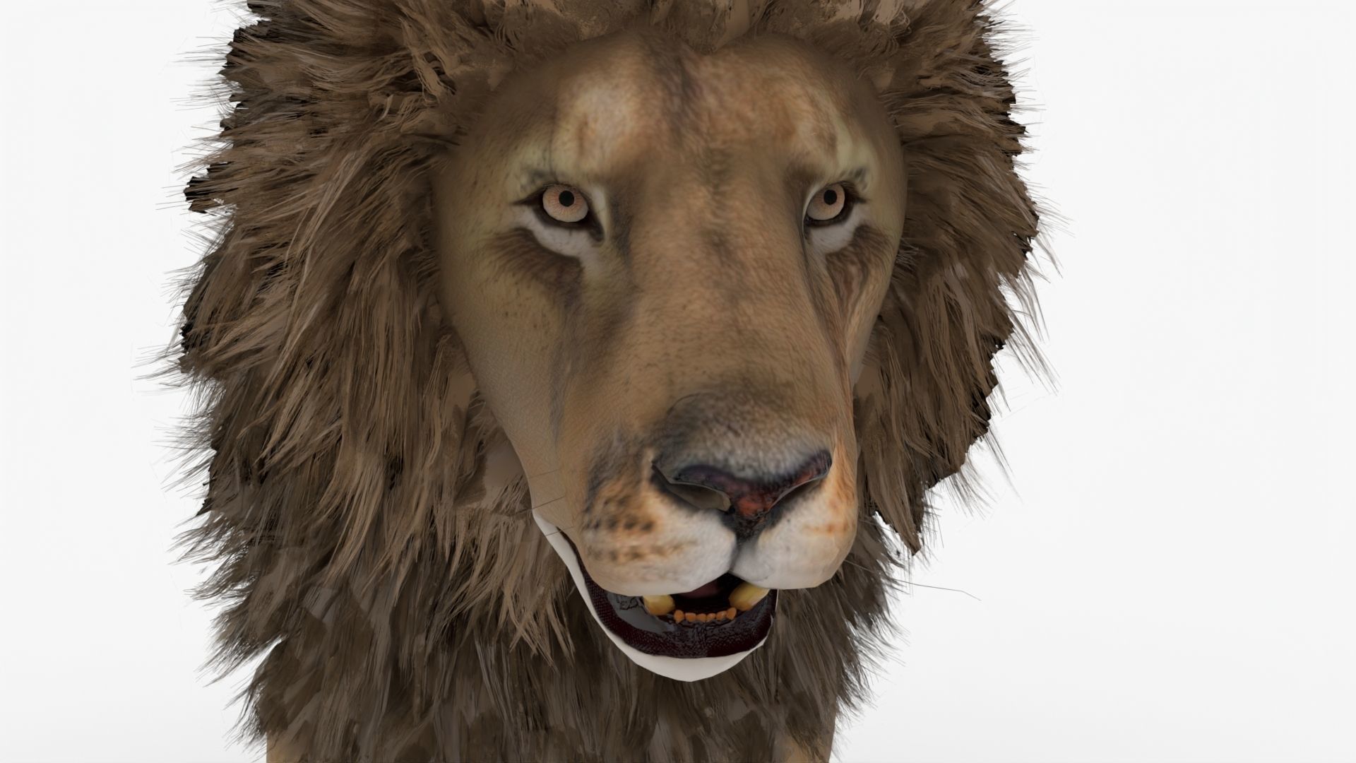 Realistic Scan Lion 3D model | CGTrader