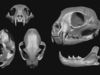 Lynx rufus - Red Lynx Skull CNC and 3D model 3D printable | CGTrader