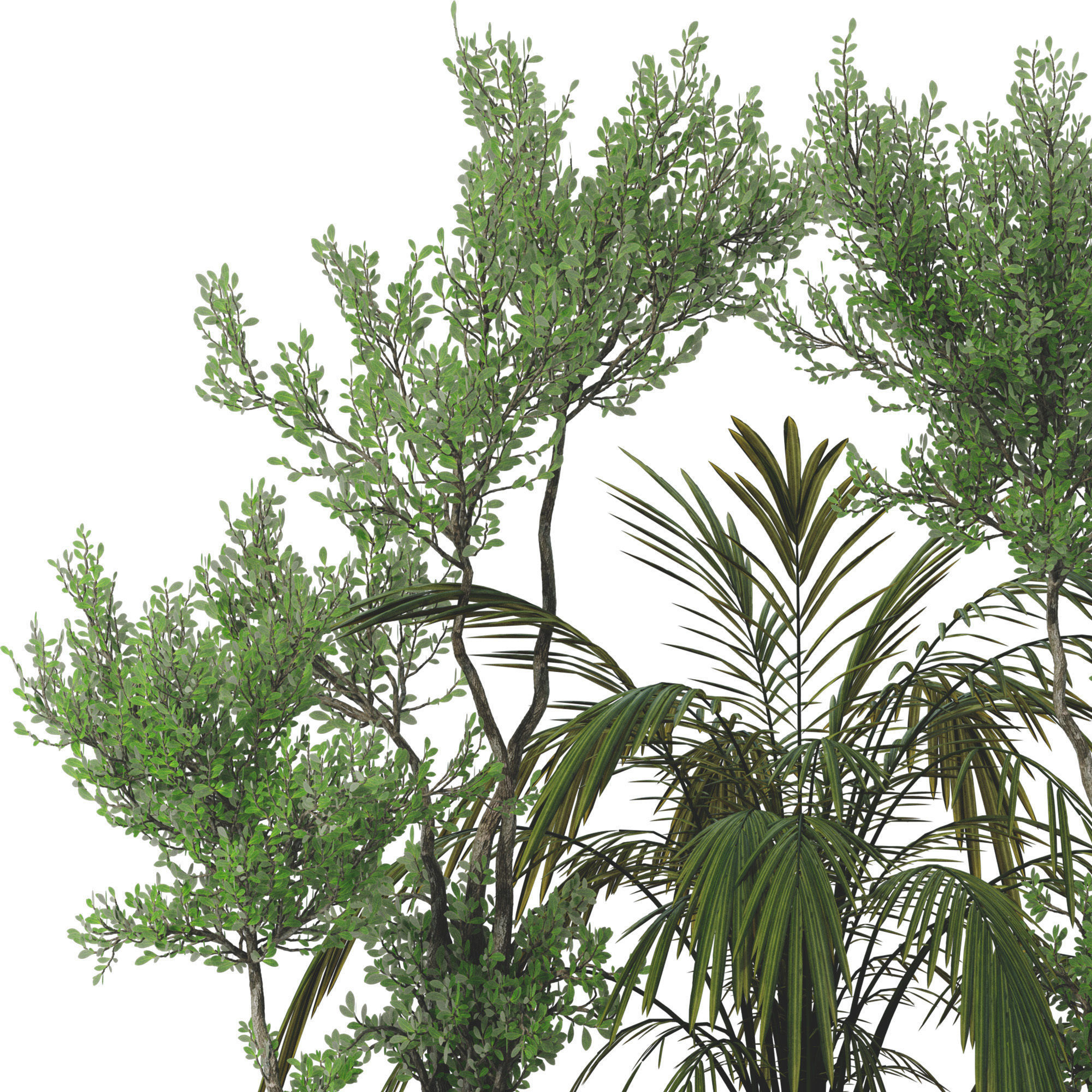 Decorative parlour Palm and tree in pot 109 3D model | CGTrader