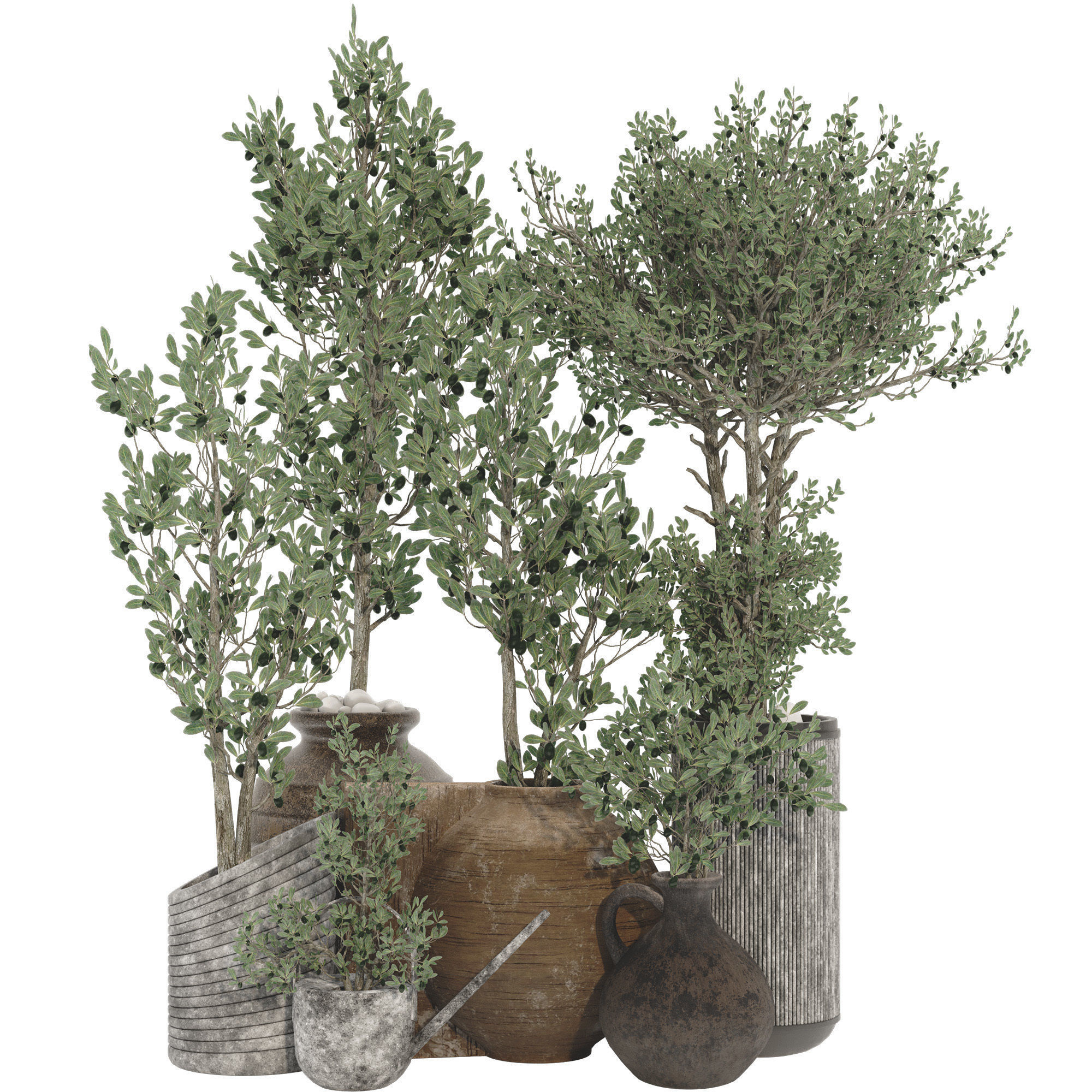 Decorative olive tree in pot 106 3D model | CGTrader