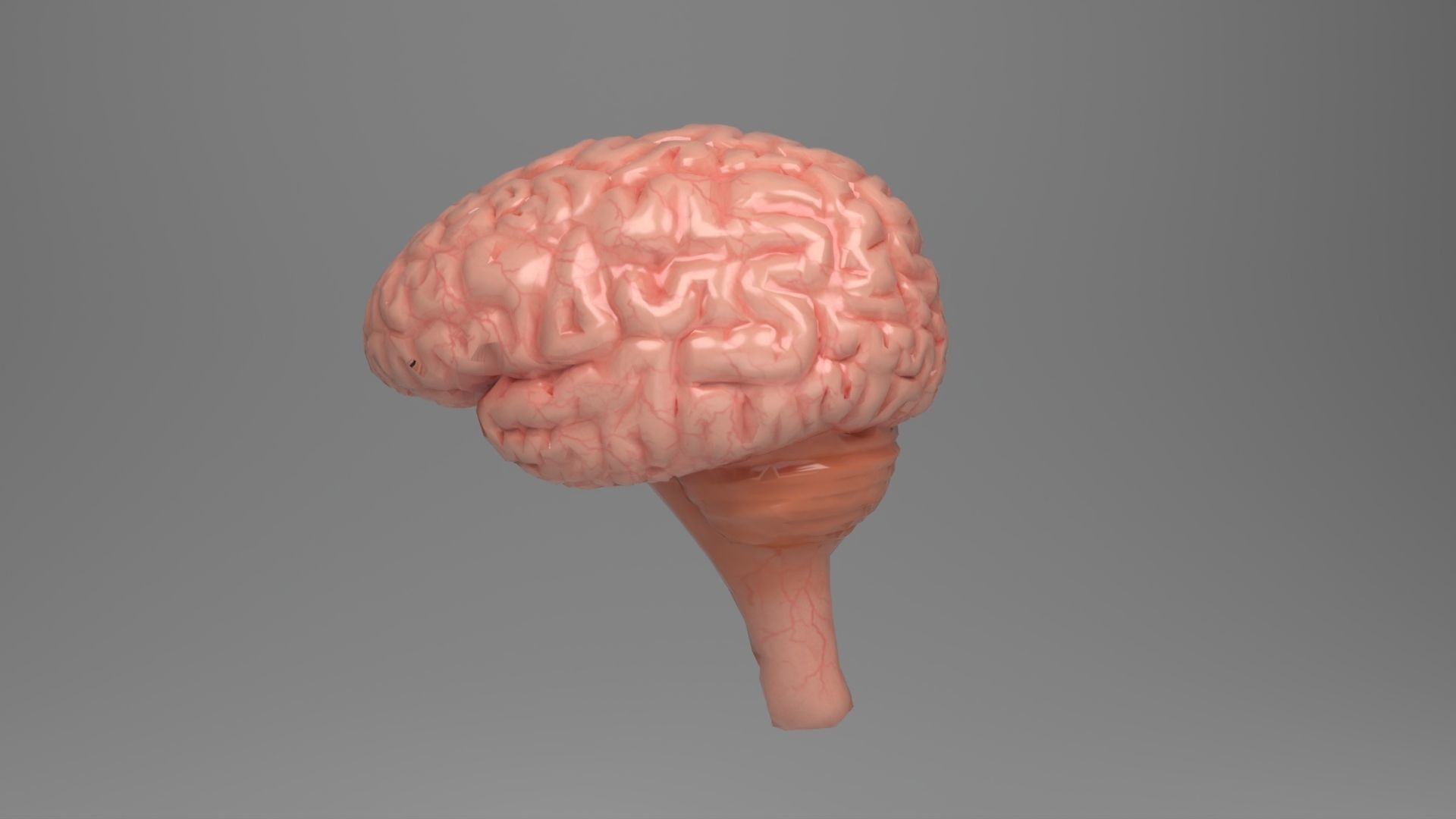 Brain High Poly 3D model | CGTrader