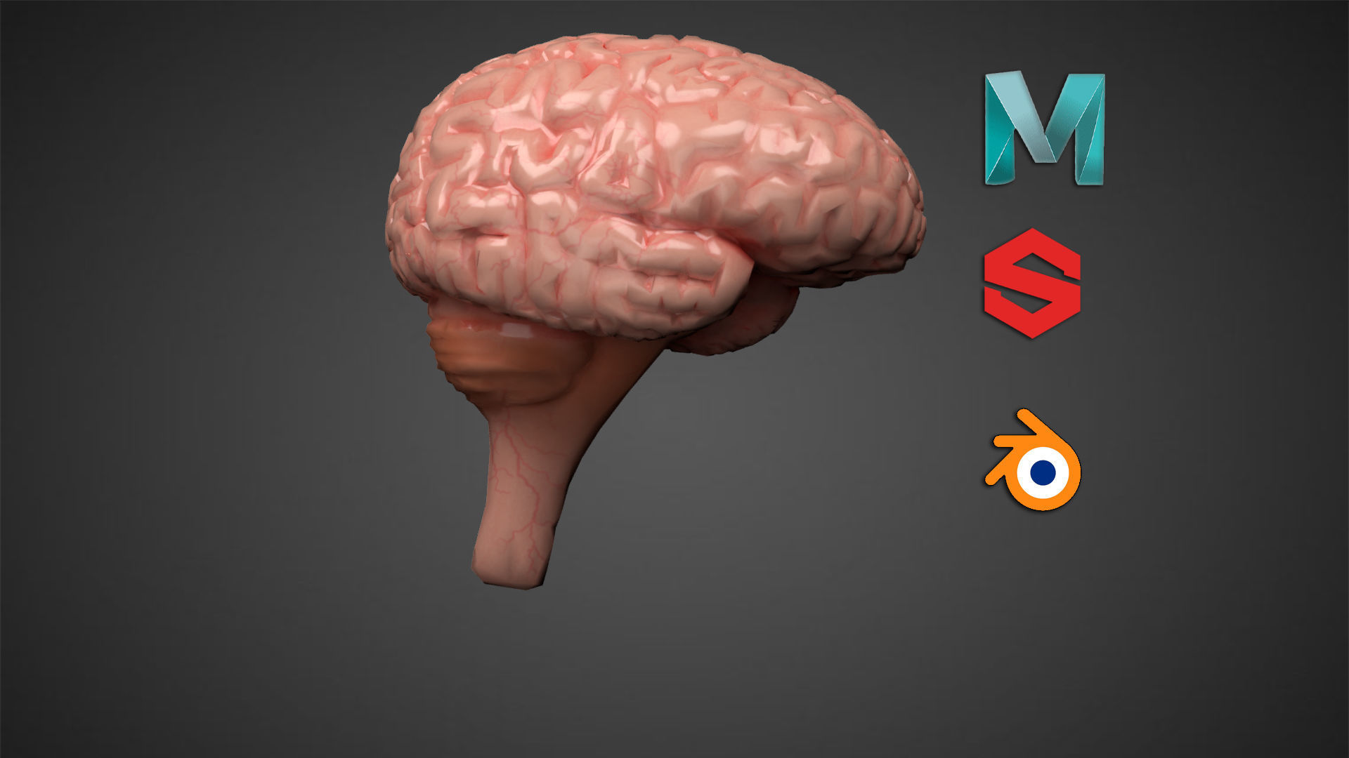 Brain High Poly 3D model | CGTrader
