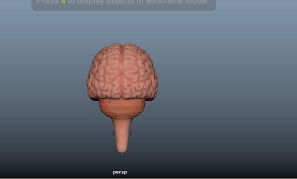 Brain High Poly 3D model | CGTrader