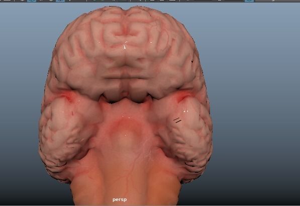 Brain High Poly 3D model | CGTrader