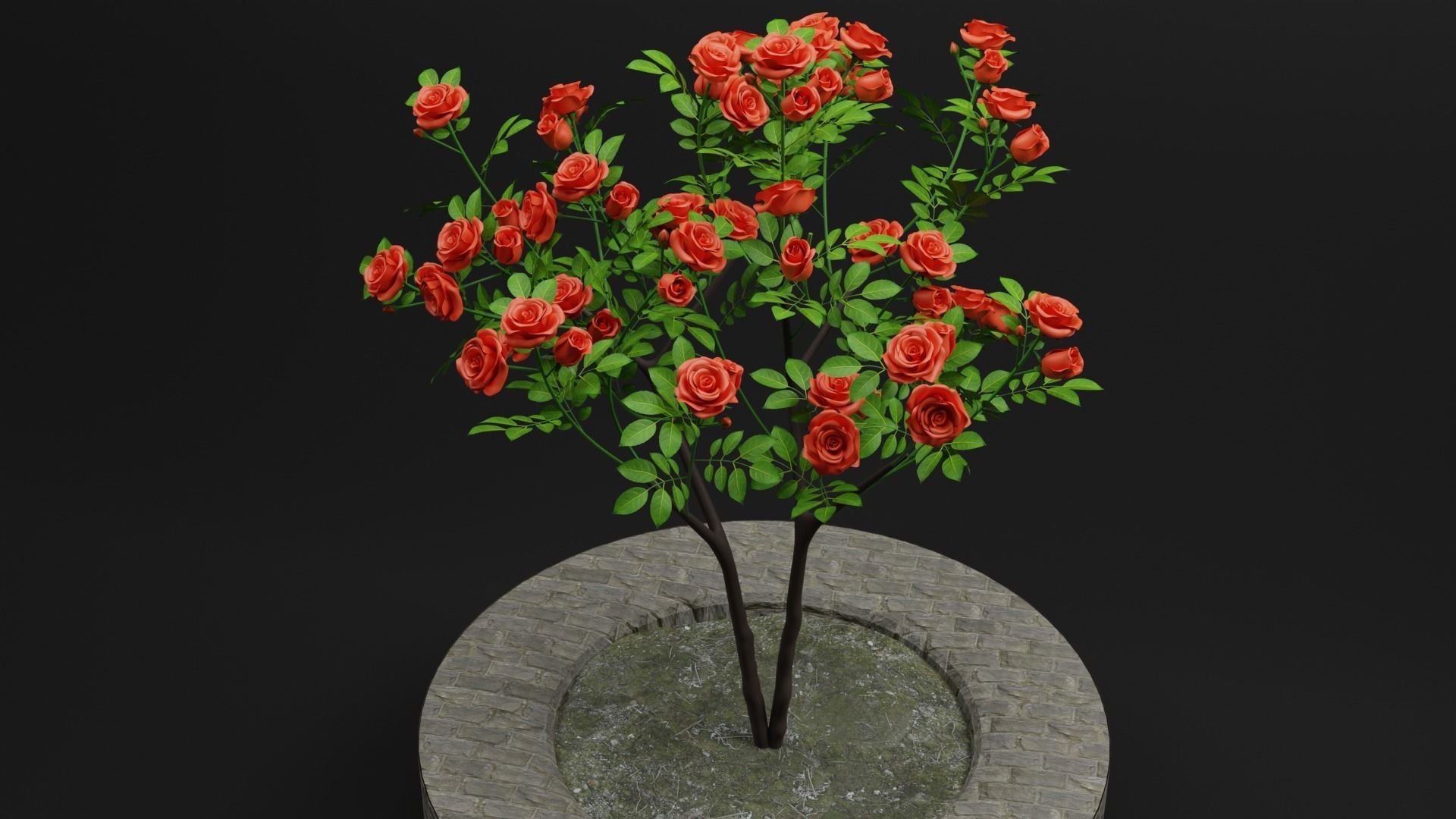 Rose Plant 3D model | CGTrader