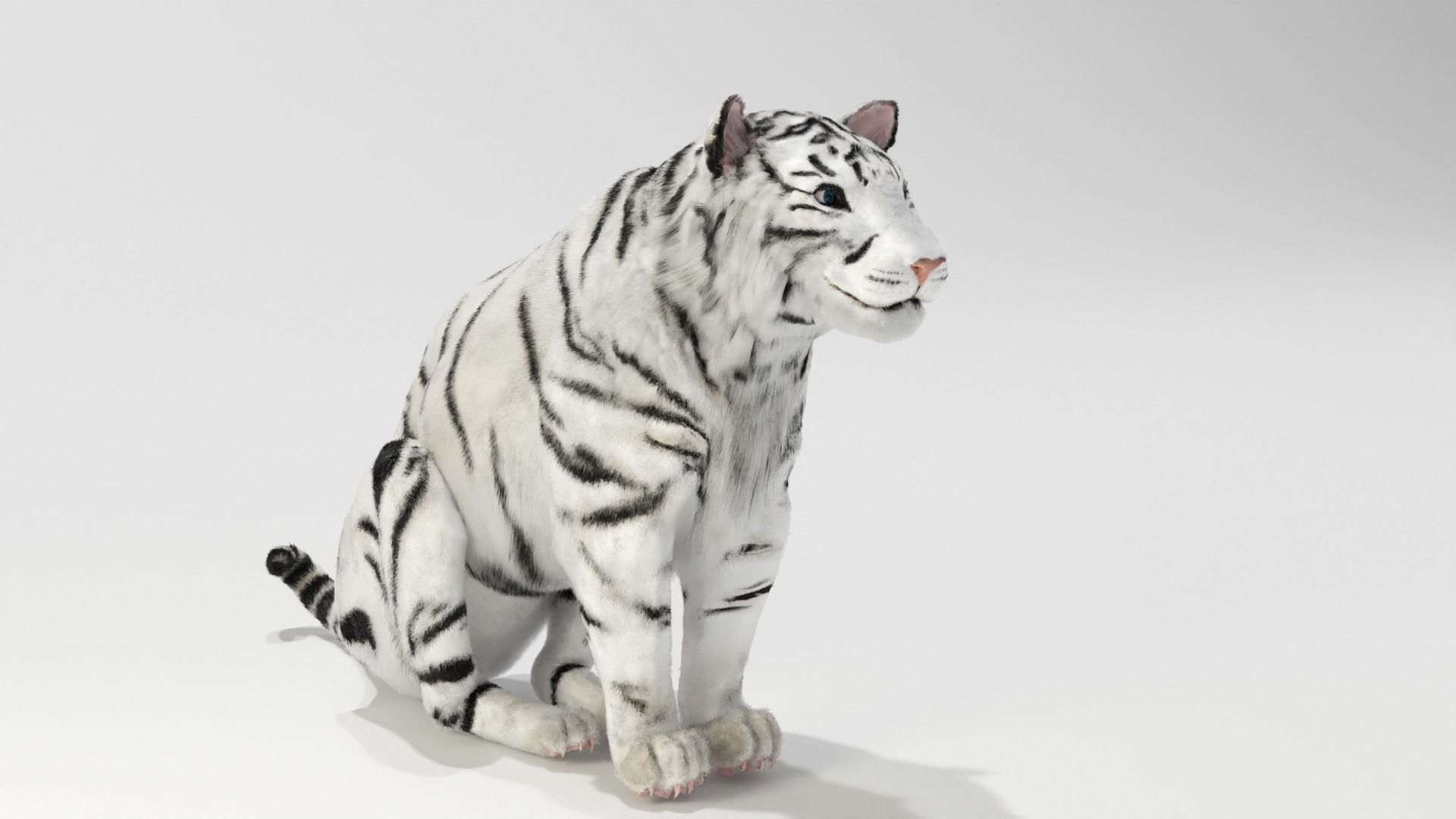 White tiger 3D model animated rigged | CGTrader