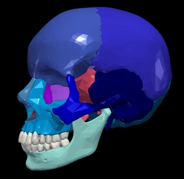 3D Model of Skull Bones 3D model 3D printable | CGTrader